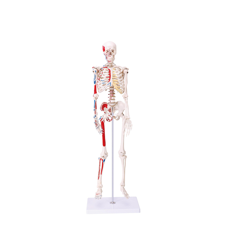 Medical Teaching Models Bone Color Human Teaching Skeleton 170cm Human ...
