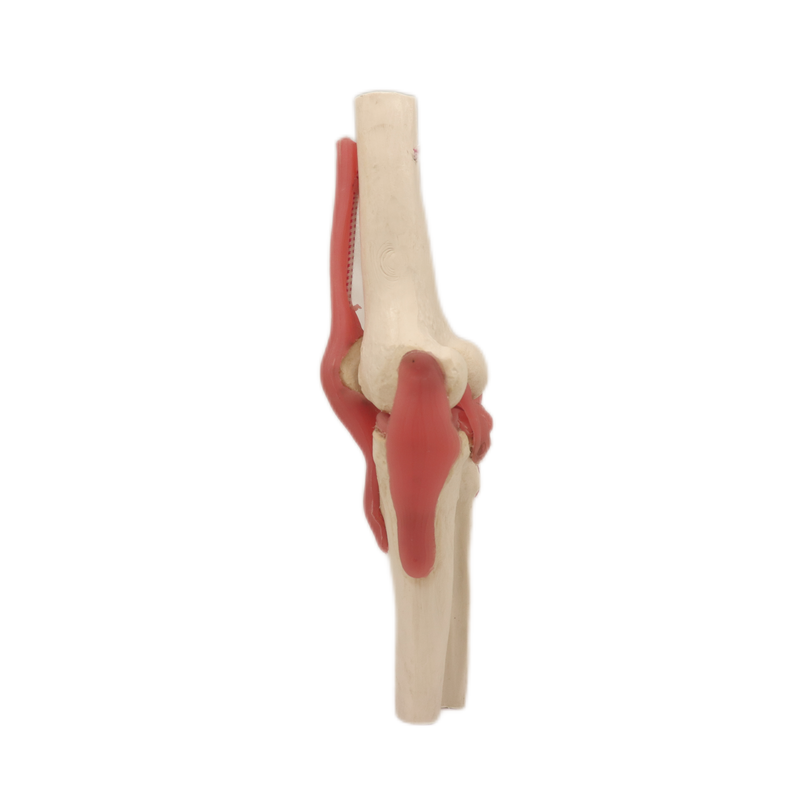 Medical Teaching Models Bone Color Human Teaching Skeleton Knee Joint ...