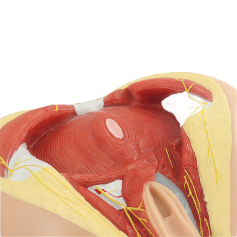 Lab Medical Teaching Models Male Perineum Model of PVC from China ...