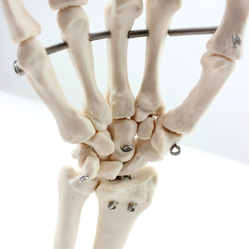 Disposable Medical Teaching Anatomical Model White Hand Bone of Hand ...
