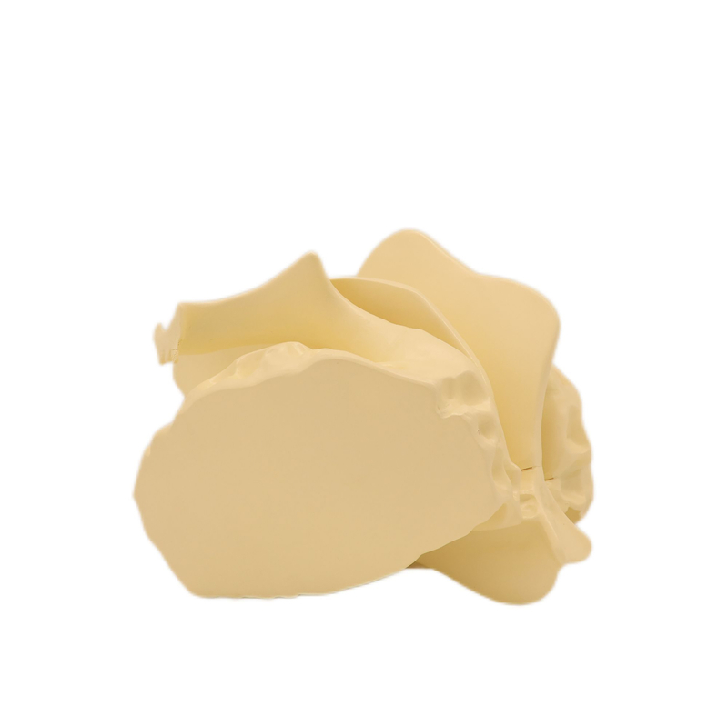 Medical Teaching Models Bone Color Human Teaching Skeleton Model of ...