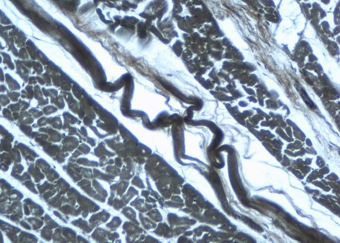 White Fibrocartilage Mammal Histology Parasite Microscope Slides Lab ...