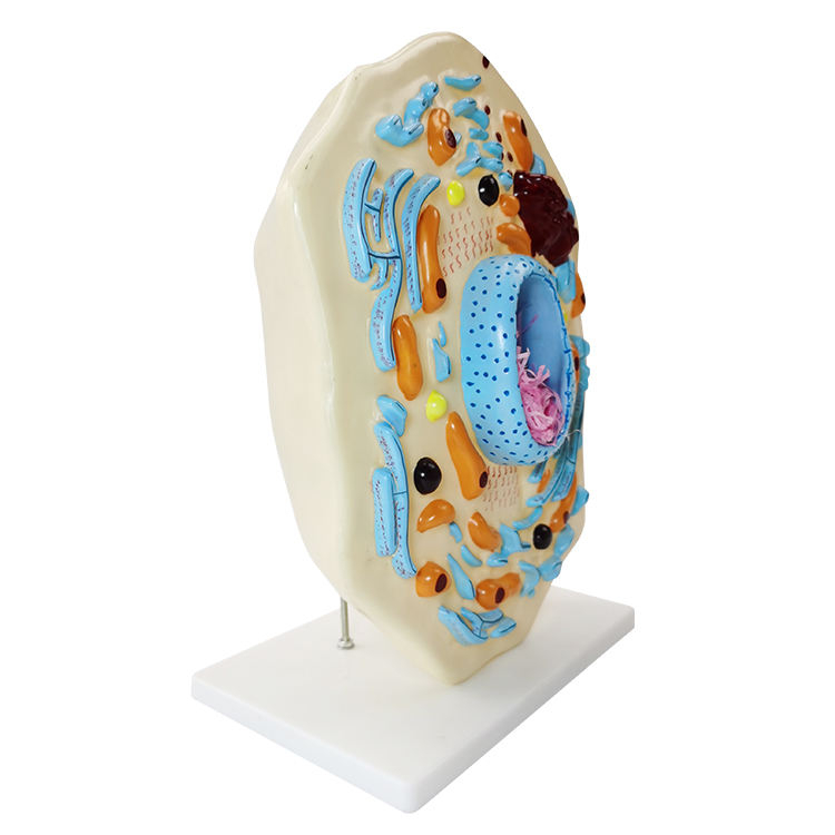 High Quality PVC Humam Anatomical Model The Model of Animal Cell from ...